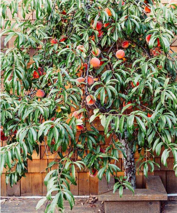 How to grow and care for peach trees – 3 expert tips for an abundant ...