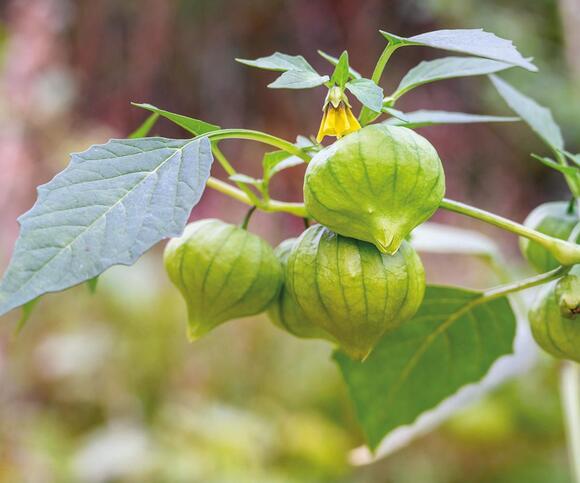 When to harvest tomatillos – the vital signs for magnificently ripe ...