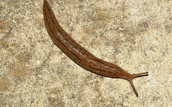 Blue Blood and 27,000 Teeth: 10 Fascinating Facts About Slugs - NewsBreak