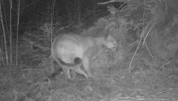 WDFW Shares Amazing Update on Bear Relocated While Hibernating - NewsBreak