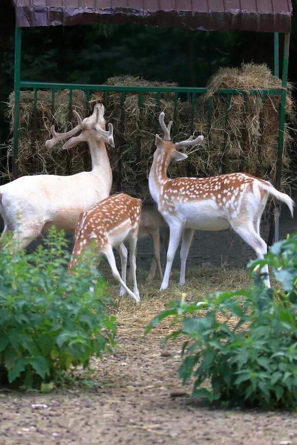 10 Wild Animals That Call Your Backyard Home (And You Never Knew ...
