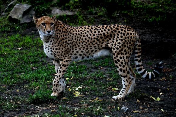 11 Animals That Have Been Spotted in Places They Should not Be - NewsBreak