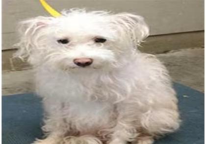 🐶 Playful, Gentle & Loyal Dogs Ready for Adoption in Santa Paula ...