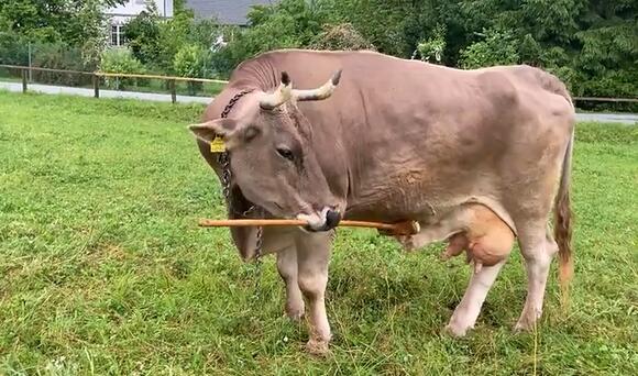 Ever watched a pet cow pick up a broom and scratch herself with it? You ...
