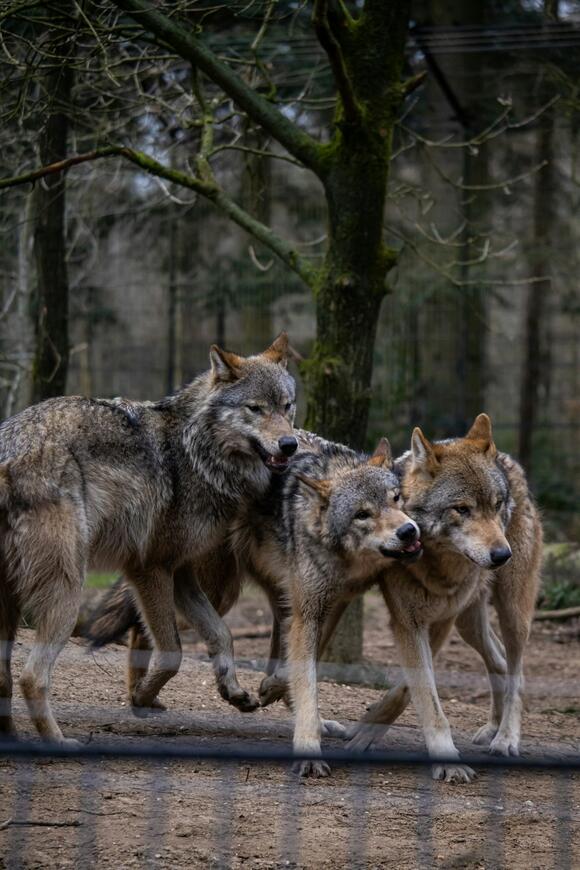 14 Wolf Behaviors That Reveal Complex Pack Dynamics - NewsBreak