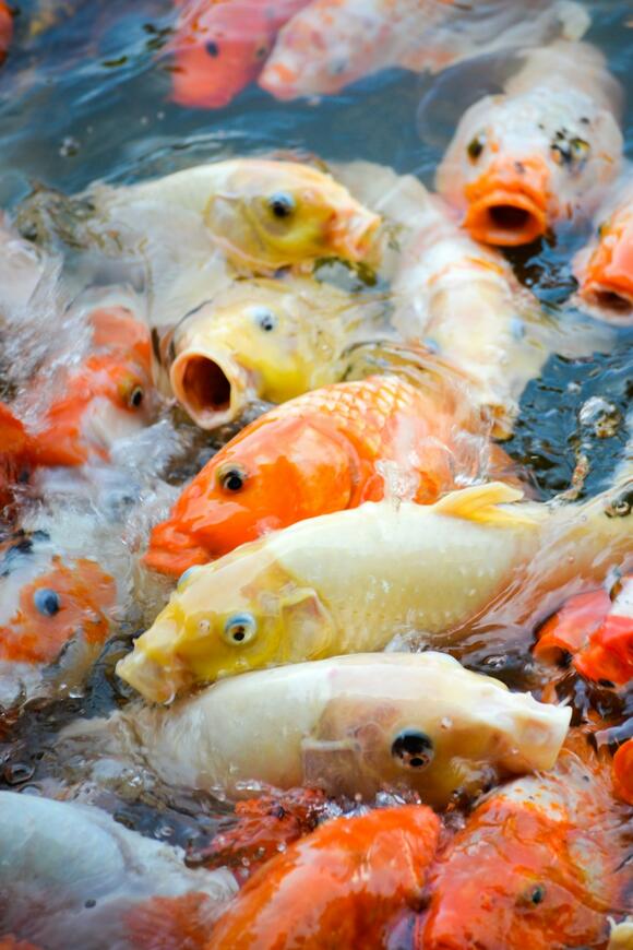 10 Aquarium Mistakes First-Time Fish Owners Make - NewsBreak