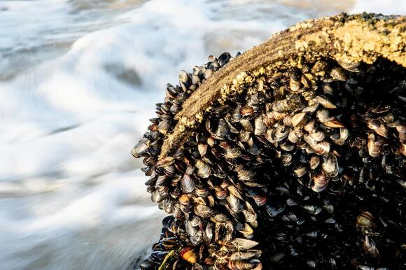 Invasion from the Water: Zebra Mussels and Their Hitchhiking Larvae ...