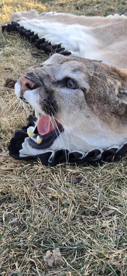 Top-Notch Montana Taxidermy - NewsBreak