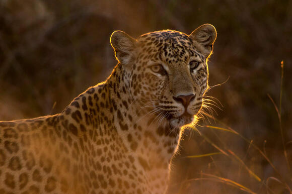 The Leopard in African Royalty and Storytelling - NewsBreak