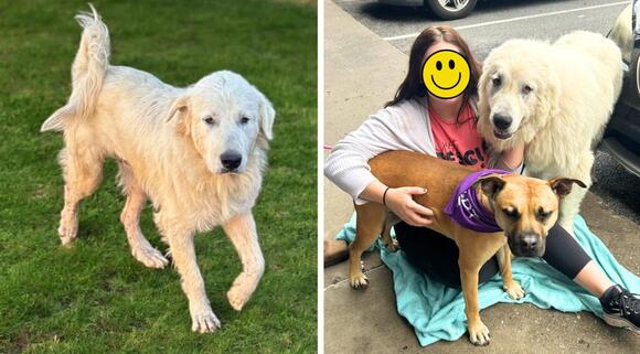 Local Rescue Introduces Gentle Giant Great Pyrenees Found as Stray Now ...