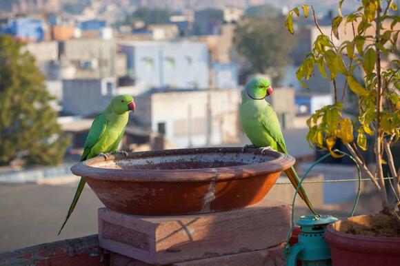 9 Amazing Birds That Can Mimic Human Speech - NewsBreak