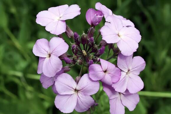 Have You Seen Those Purple Flowers in Minnesota Ditches? Here's Why You ...