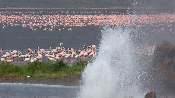 The Most Stunning Places to Observe Flamingos in the Wild - NewsBreak