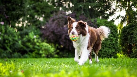 12 Dog Training Tips Only Professionals Know - NewsBreak