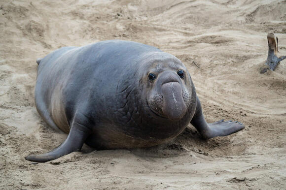 Why Seals Clap Underwater—It’s Not Just for Fun - NewsBreak