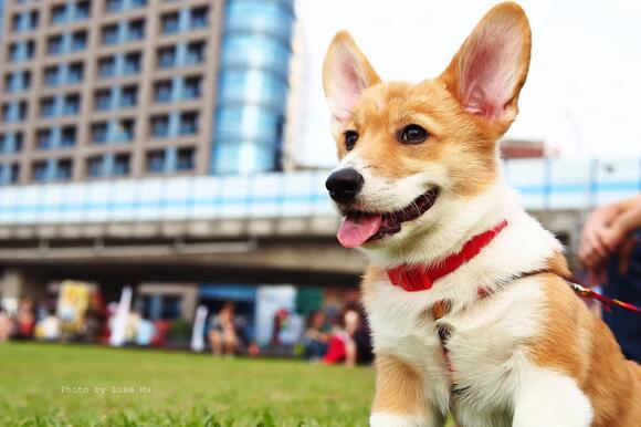 Why Corgis Have Short Legs and Big Personalities: The Science of Dwarf ...