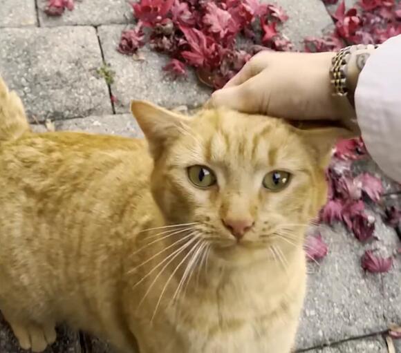 From Street Stray to Water Glass Princess: Winnie’s Unlikely Path to ...