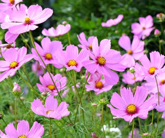 What Your Birth Month Flower Color Says About You – The Special Meaning ...