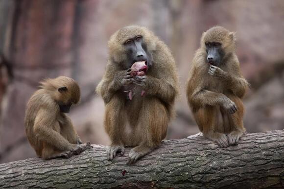 All About Baboons in Africa - NewsBreak