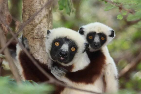 Madagascar’s Ghost Lemurs: What These Elusive Primates Reveal About ...