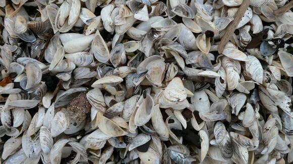 Invasion from the Water: Zebra Mussels and Their Hitchhiking Larvae ...