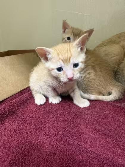 🐱 Playful Kittens Ready for Adoption in Pequot Lakes - NewsBreak