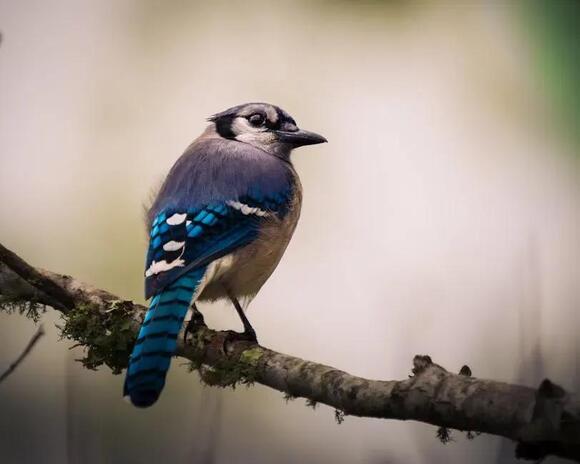 These Are the 5 Smartest Birds in North America, According to Experts ...