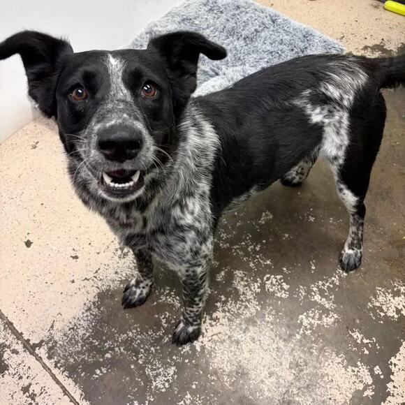 🐶 Playful & Loyal Dogs Ready for Adoption in Columbia, MO - NewsBreak