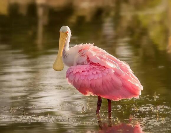 11 US National Parks Where You Can Spot Endangered Species - NewsBreak