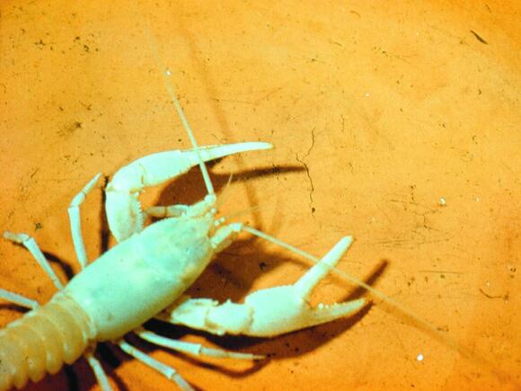 The Cave Where Evolution Runs Backward — Species Are Losing Eyes and ...