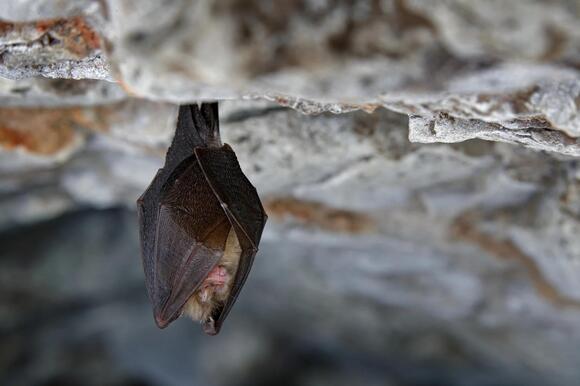 Discover the World’s Biggest Colony of Bats on Record - NewsBreak