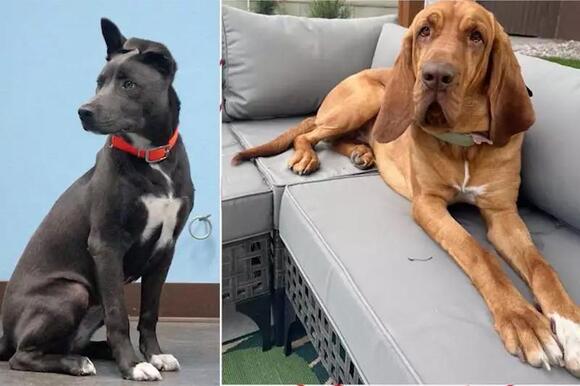 12 pets available for adoption from Snake River Animal Shelter - NewsBreak