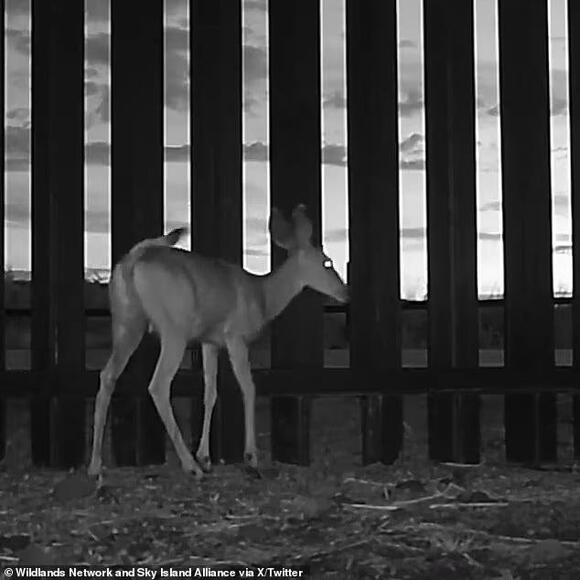 'Doggy doors' installed along US-Mexico border wall leave animal ...
