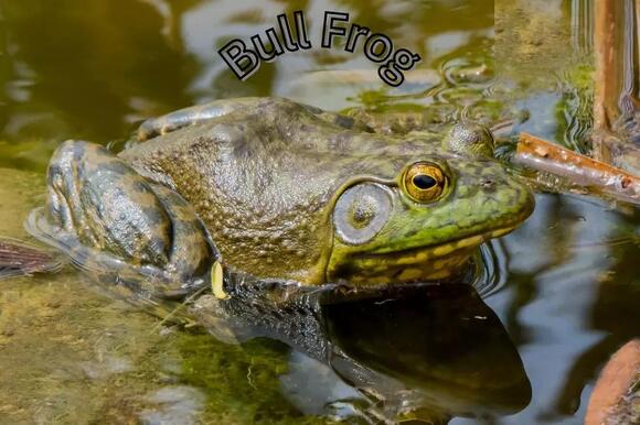 Louisiana Black Bear Hunt 2025: Final Harvest Numbers Released - NewsBreak