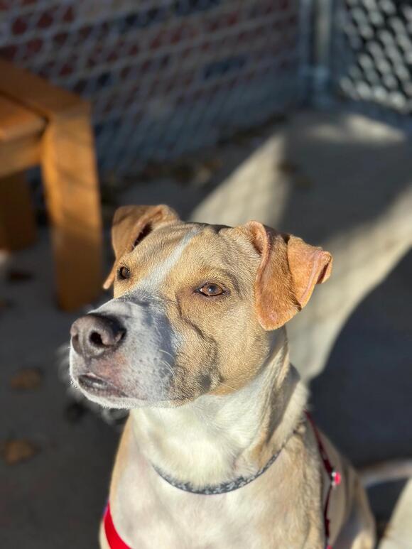 Meet Sully, NOCO Humane’s Lab Mix Looking for a Colorado Home - NewsBreak