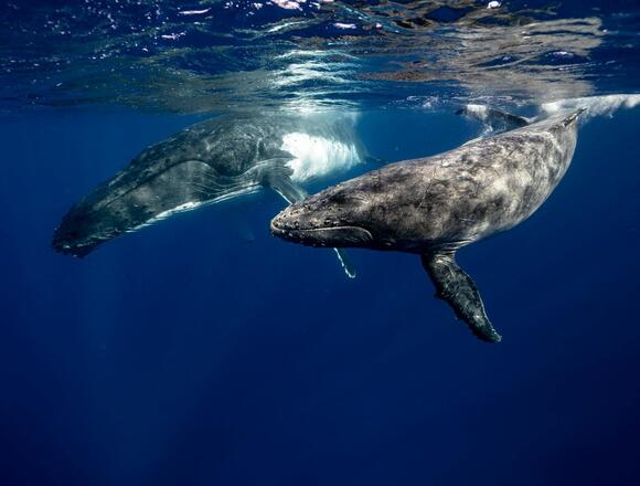 How Ocean Animals Are Affected by Climate Change - NewsBreak