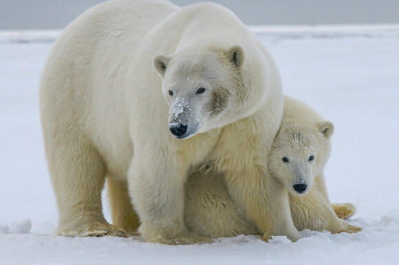13 Fierce Moms in the Animal Kingdom - NewsBreak