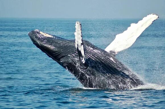 The Ocean’s Gentle Giants Are Showing Remarkable Resilience Against All ...