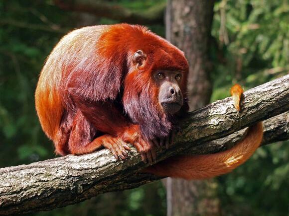 10 Smartest Monkey Species Ranked by Experts - NewsBreak