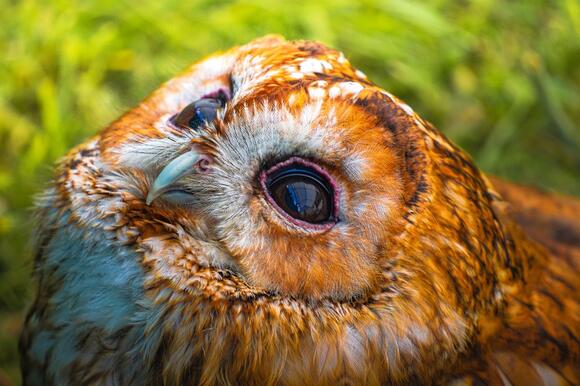 How Owls See in the Dark — and What It Reveals About Evolution - NewsBreak