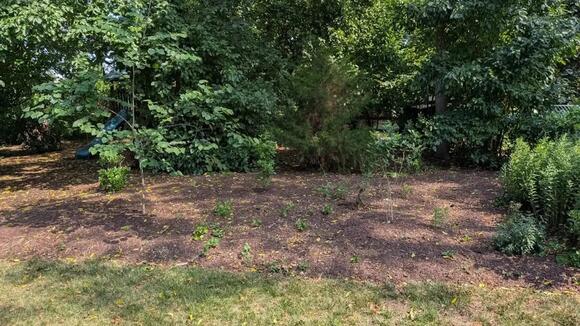 First-time gardener says goodbye to a dead yard reborn with native ...