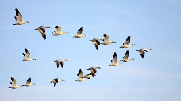 Why Migratory Birds Are in Trouble and How You Can Help - NewsBreak
