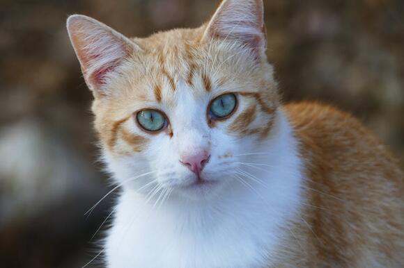 Lost Cat Returns to Owner After Vanishing for 15 Years in America ...