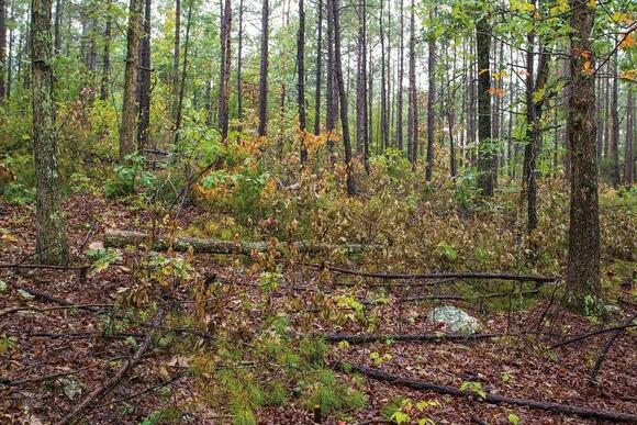 Sedalia Public Works Assisting With Forestry Management - NewsBreak