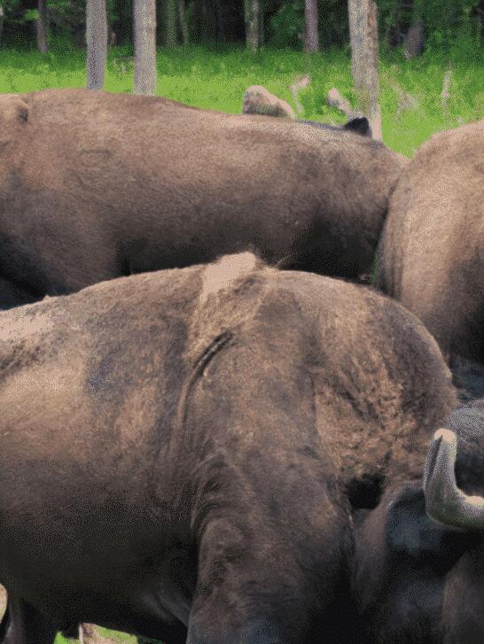 Are American Bison Just Domesticated Cattle? - NewsBreak