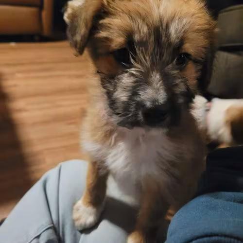 🐶 Playful Puppies and Sweet Dogs Ready for Adoption in New London ...