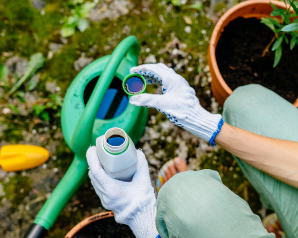 What to Do With Clematis in June for Big Blooms That Return Year After ...