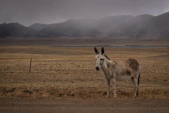 Loose on the Streets: The Free-Roaming Donkeys of Cripple Creek - NewsBreak