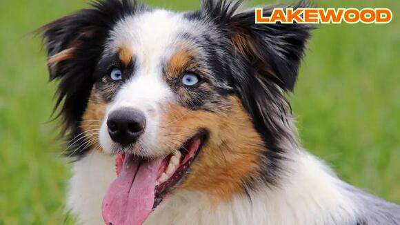 Program in Denver Pays for Renters' Pet Deposits - NewsBreak