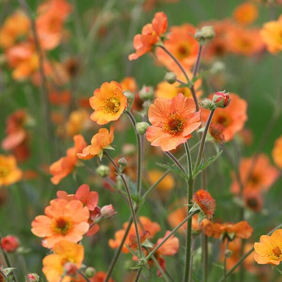 This Perennial Is Quietly Replacing Petunias – It's Just as Colorful ...